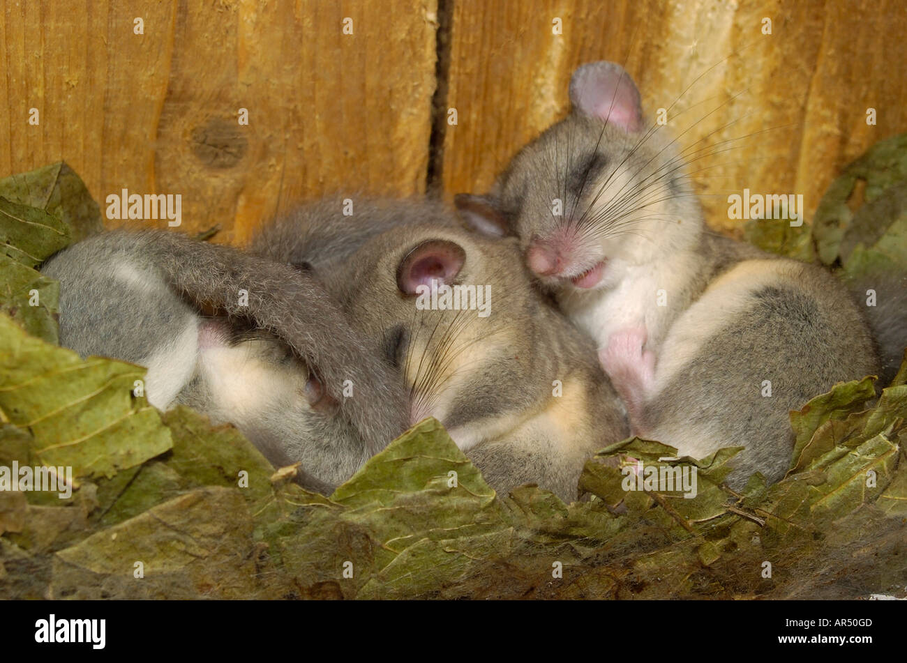 European Fat Dormouse, Siebenschlaefer, glis glis, Europe Stock Photo ...