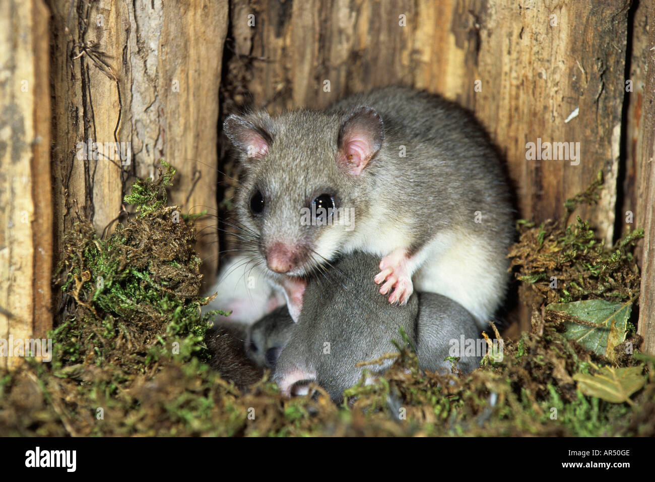 European Fat Dormouse, Siebenschlaefer, glis glis, Europe Stock Photo ...