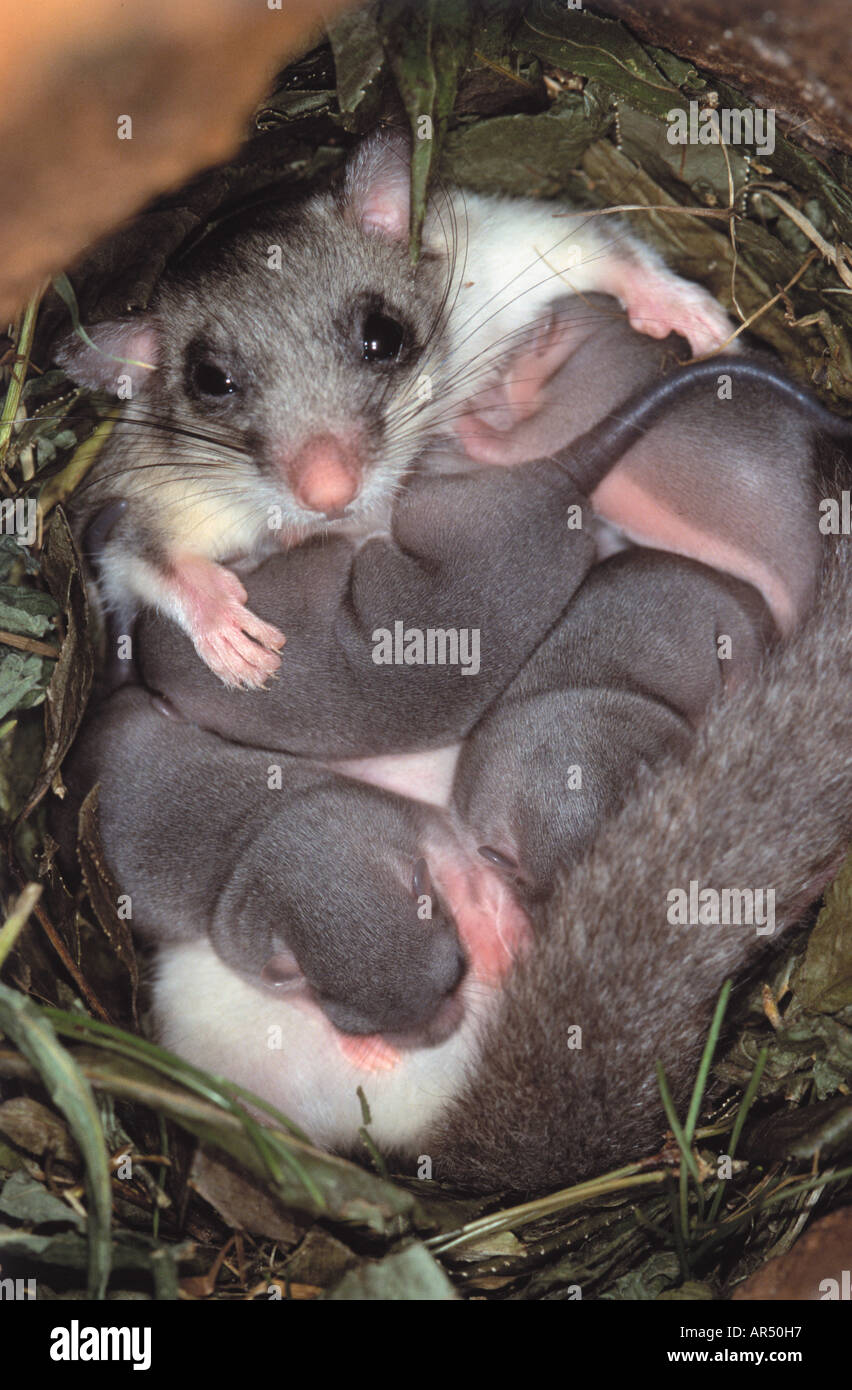 Fat edible dormouse female with young hi-res stock photography and ...
