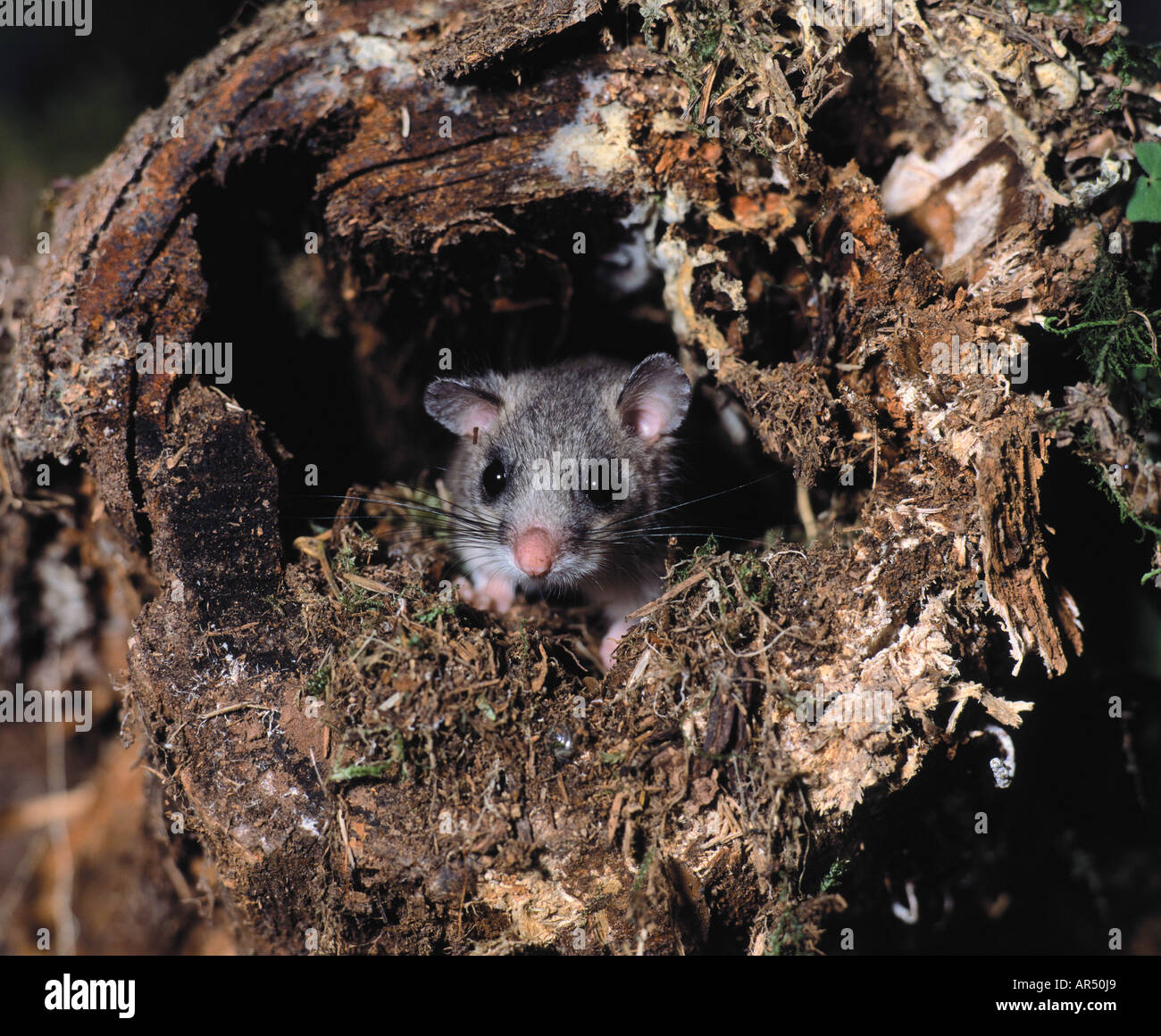 European Fat Dormouse, Siebenschlaefer, glis glis, Europe Stock Photo ...