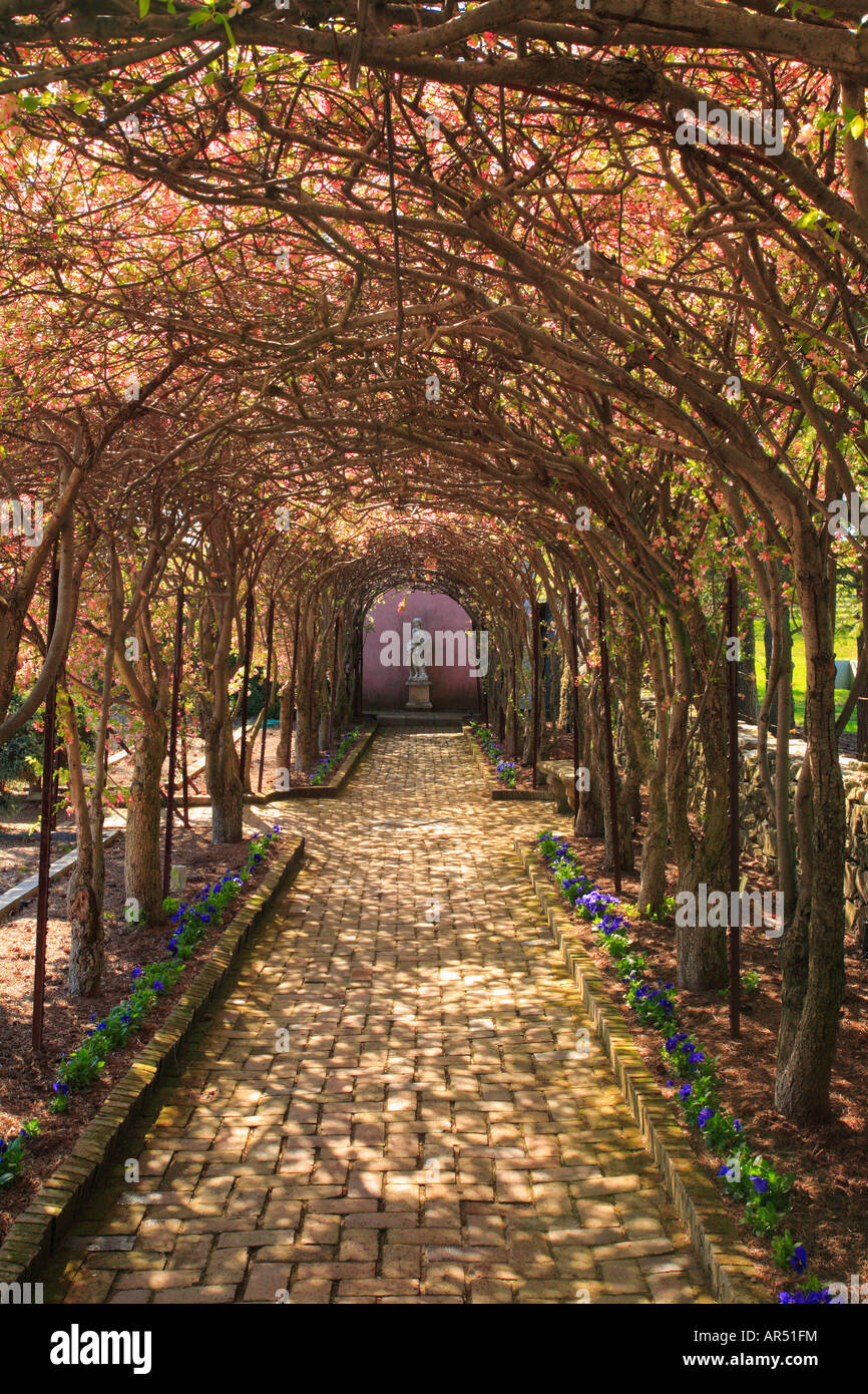 Pleached hi-res stock photography and images - Alamy