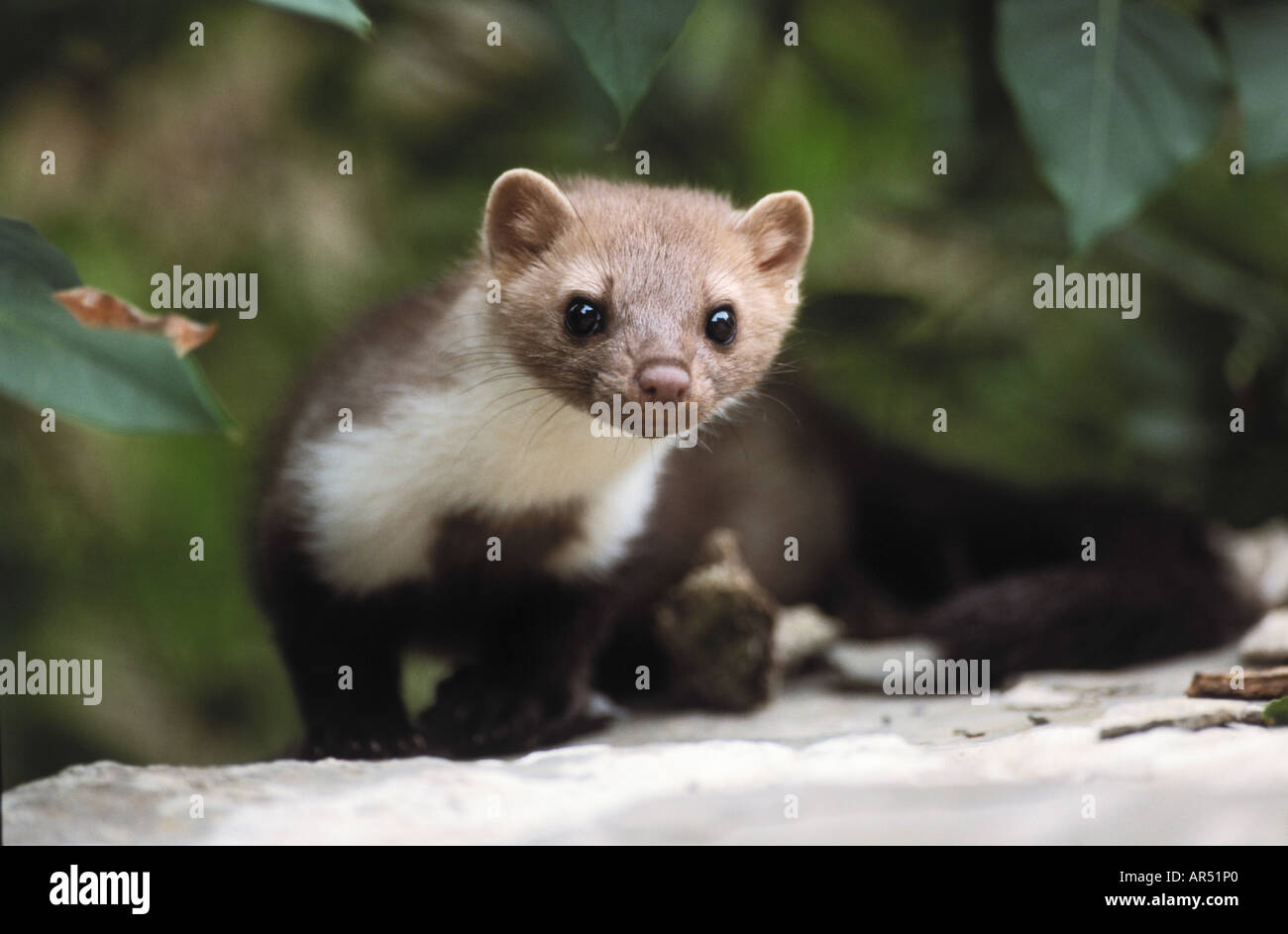 European Beech Marten, Stone Marten, Steinmarder Stock Photo - Alamy