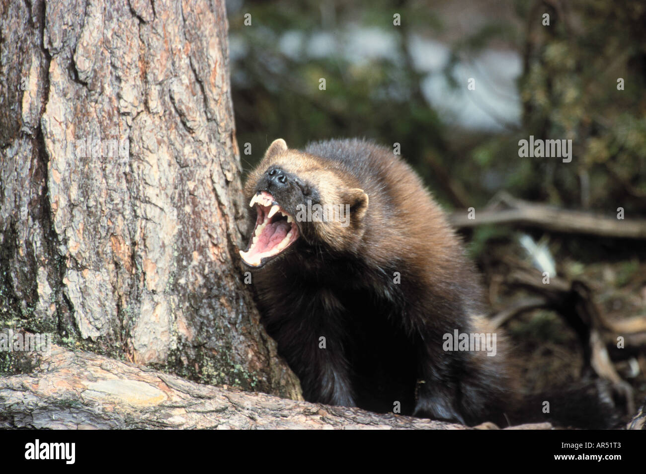 Eurasian wolverine hi-res stock photography and images - Alamy