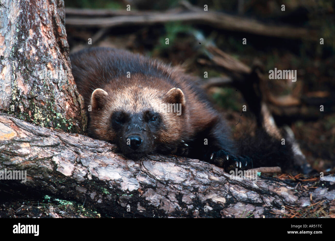 Eurasian wolverine gulo gulo gulo hi-res stock photography and images ...