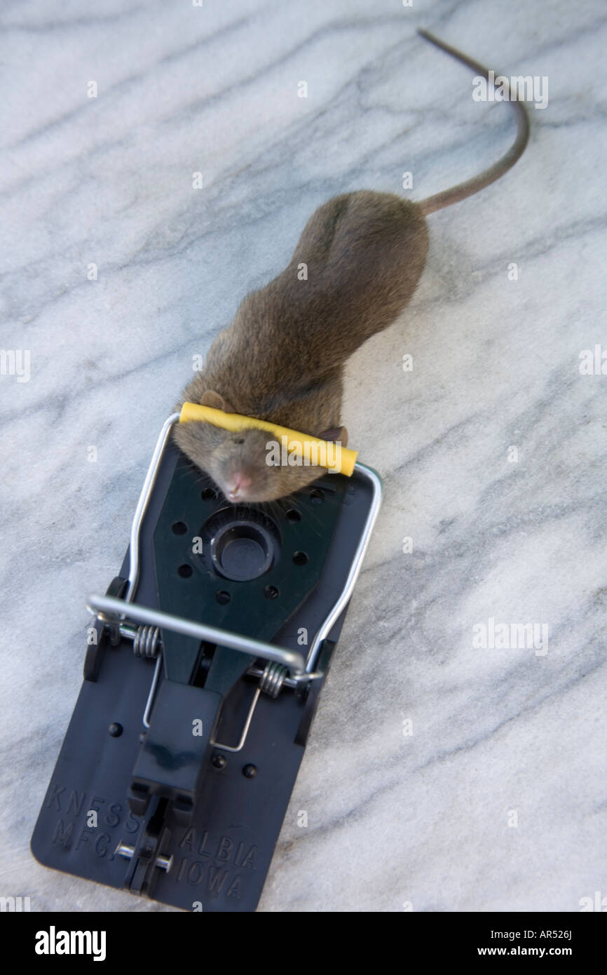 Baited trap hi-res stock photography and images - Alamy