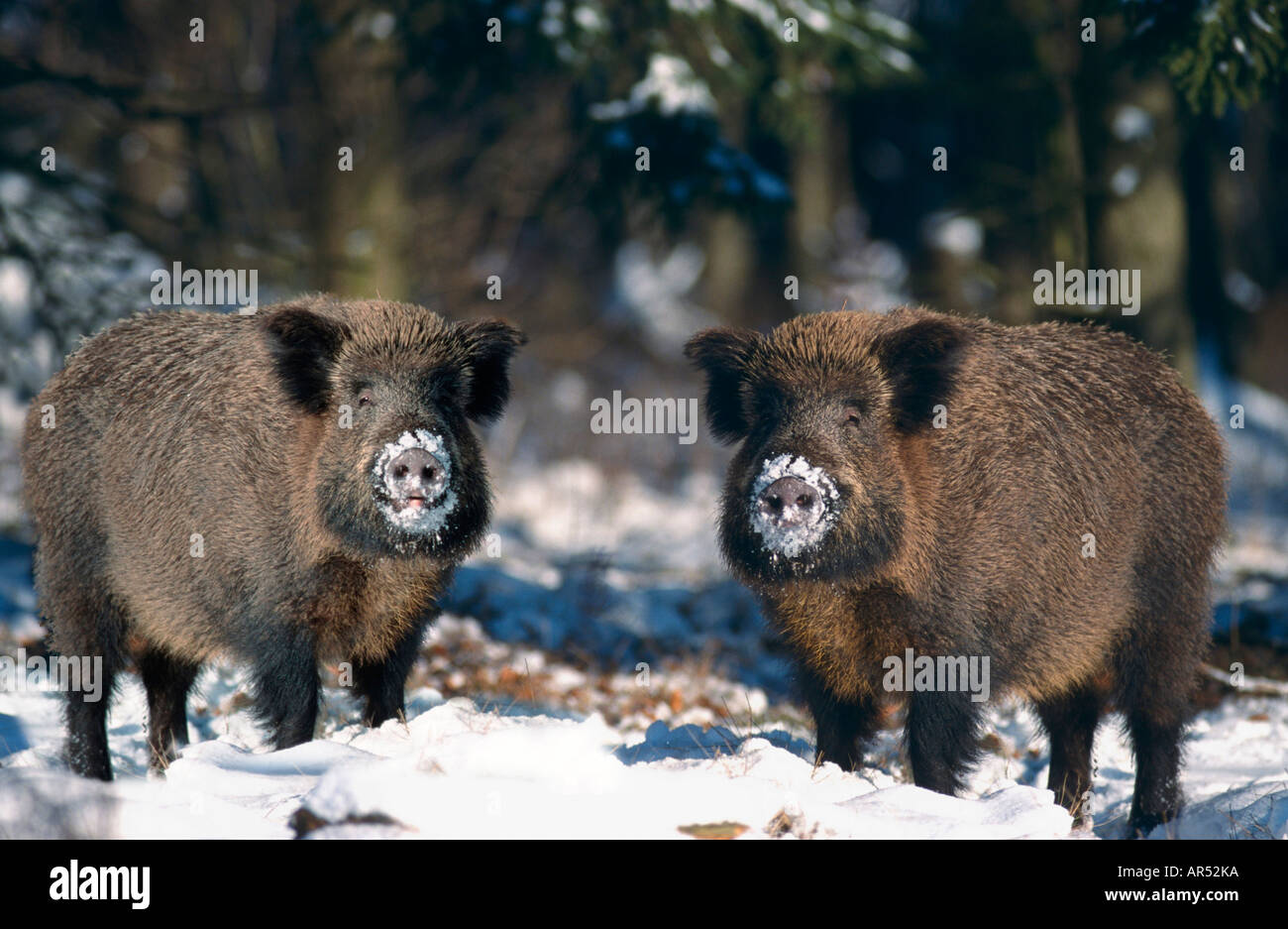 European Wild Boar, Wildschwein, Sus scrofa, Europe Stock Photo - Alamy