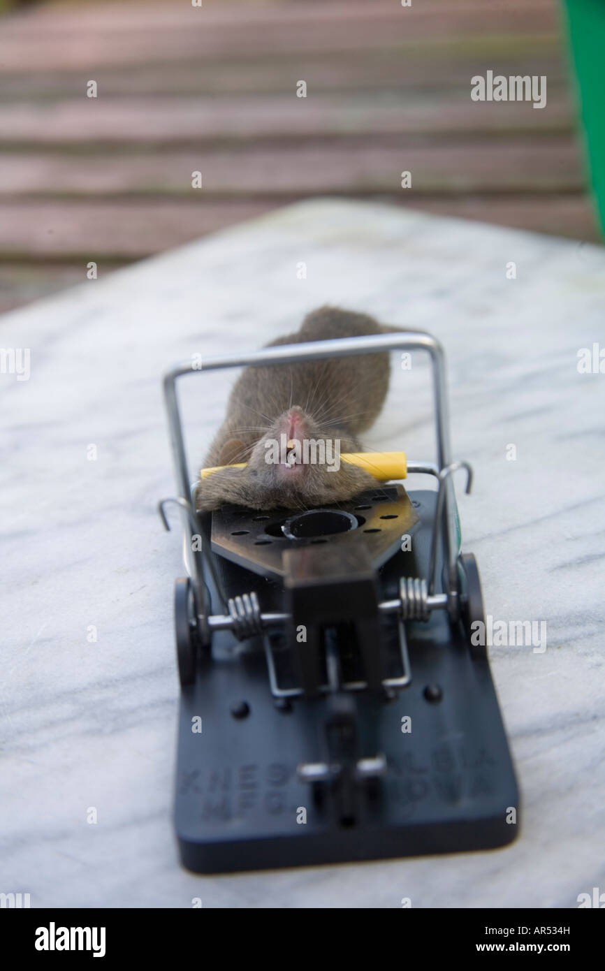 Mouse trap with dead mouse hi-res stock photography and images - Alamy