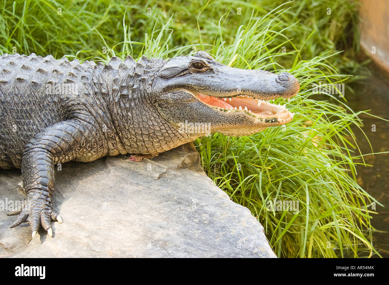 American Alligator Alligator mississippiensis Stock Photo - Alamy