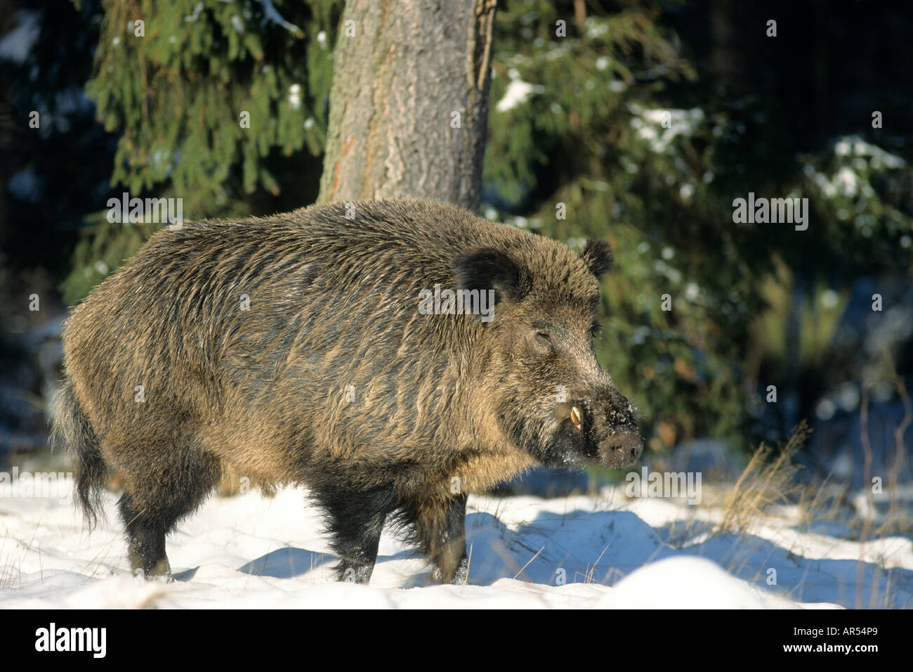 Wildschweinkeiler Wild boar male Sus scrofa Authentic wild Schleswig ...