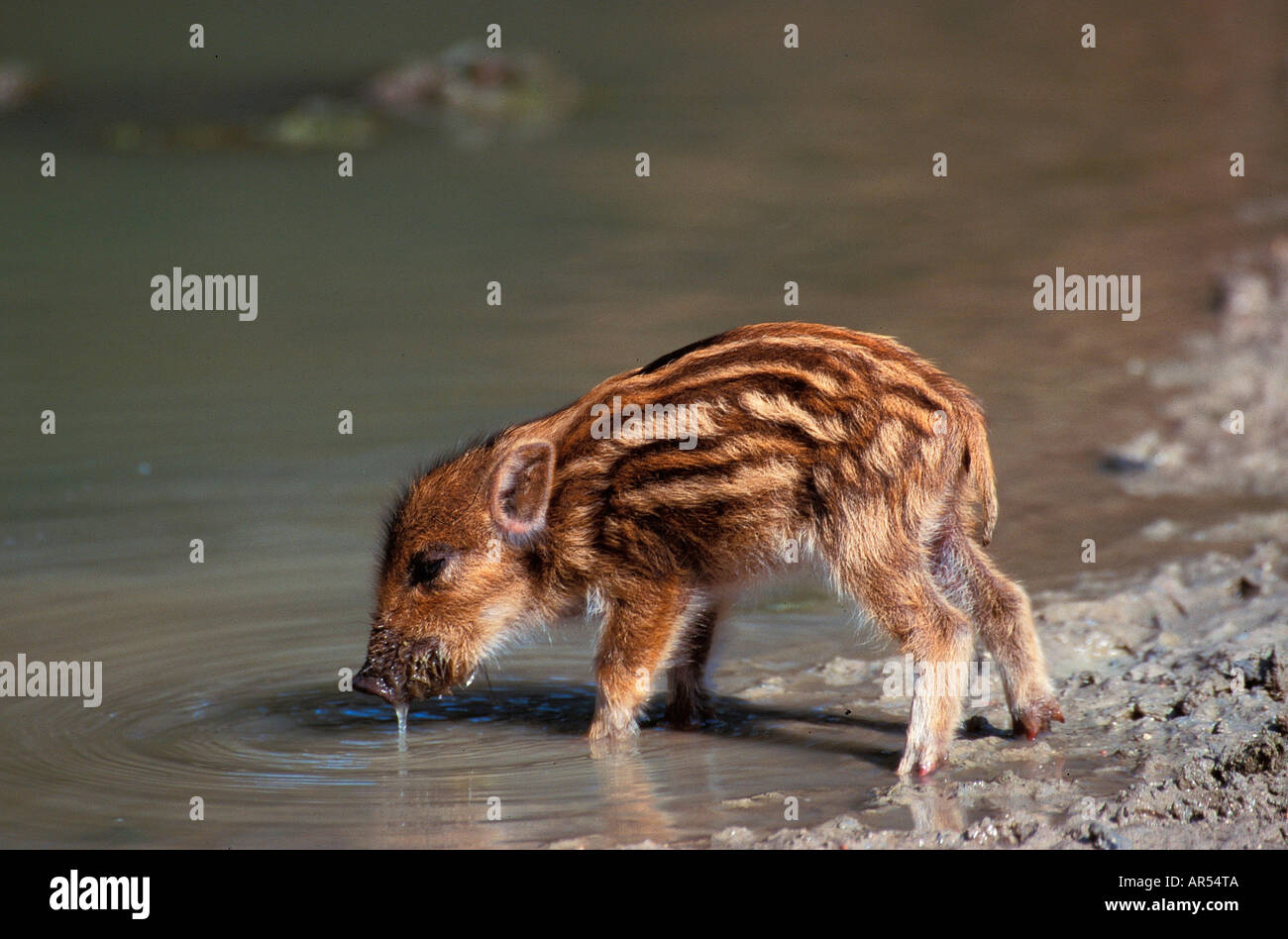 European Wild Boar, Wildschwein, Sus scrofa, piglets Stock Photo - Alamy