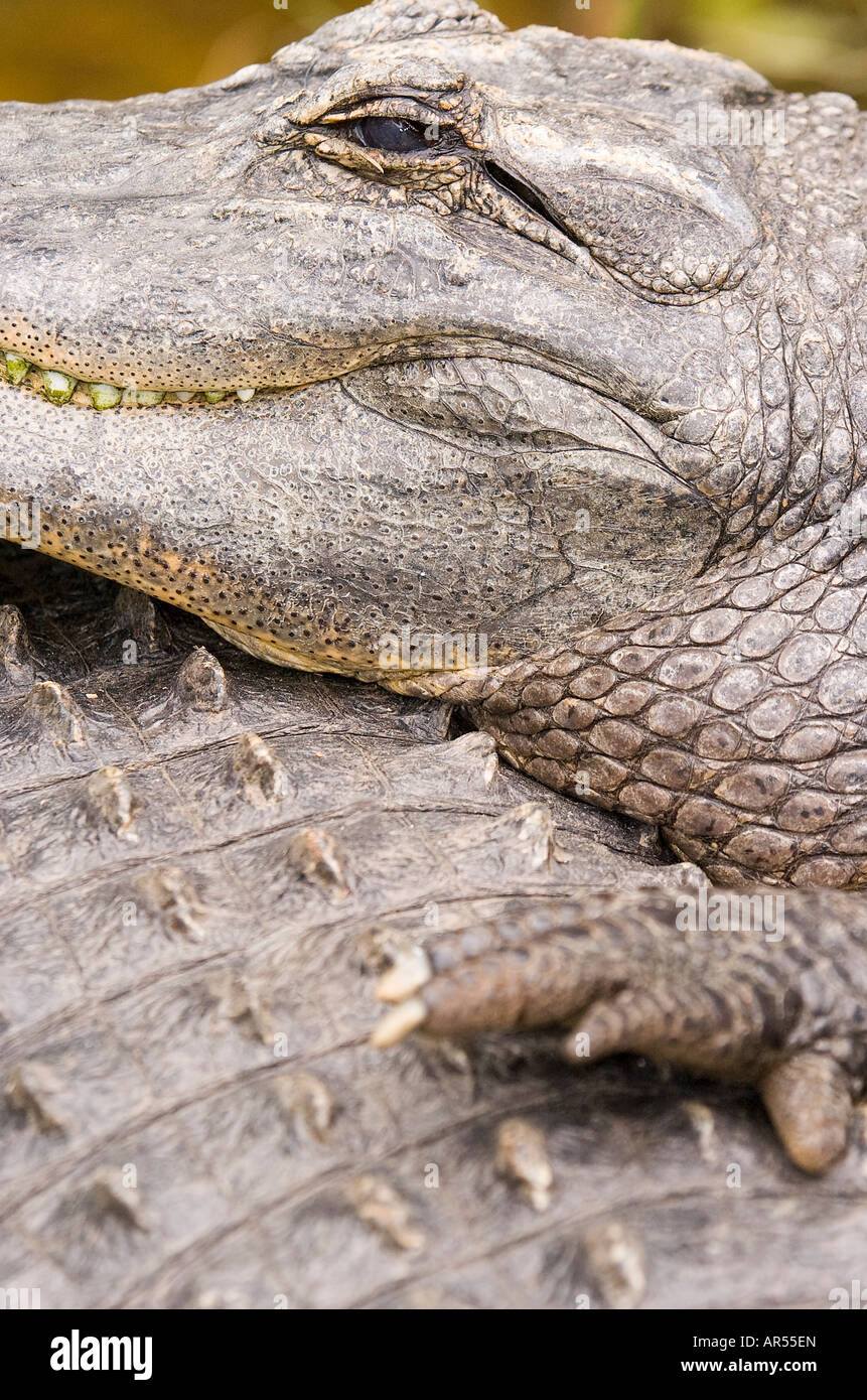 American Alligator Alligator mississippiensis Stock Photo - Alamy