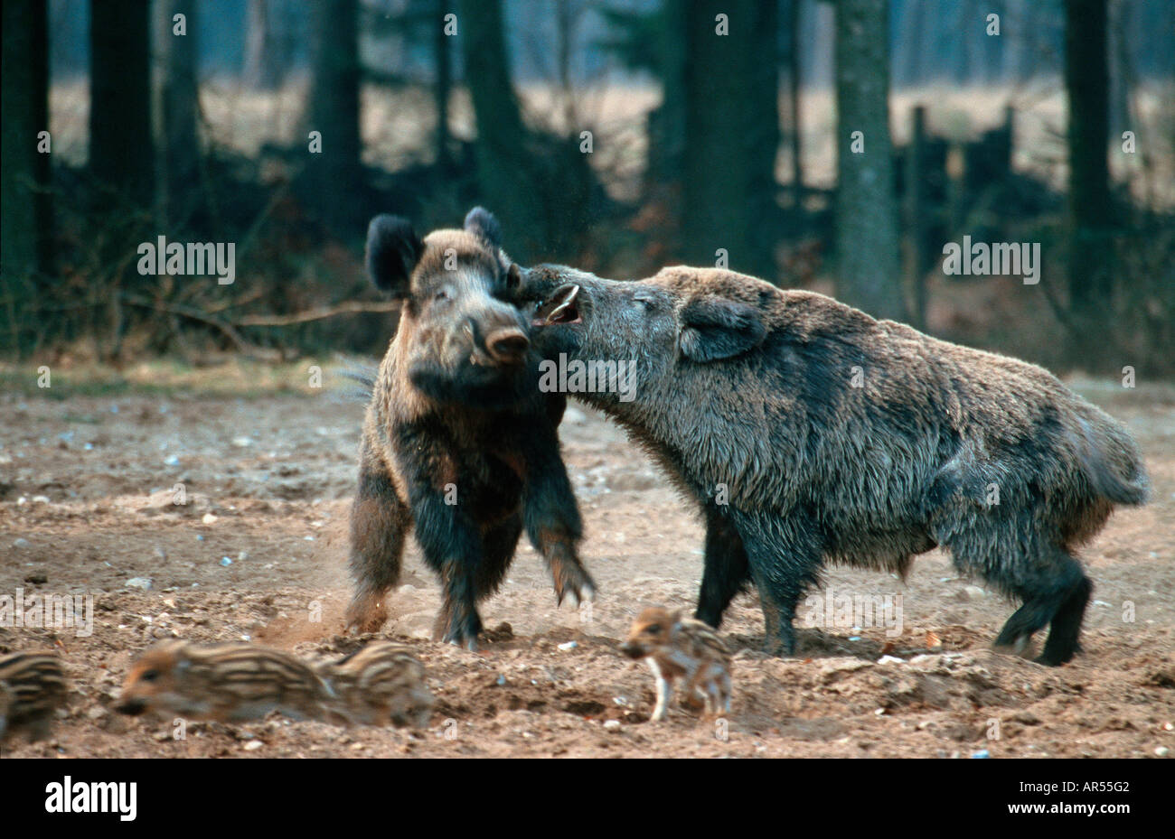 Wild Hogs Animal Fighting