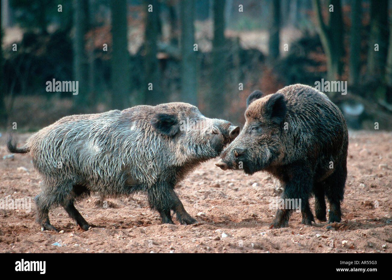 Wild Boar fighting Wildschwein Kampf Sus scrofa Schleswig Holstein ...