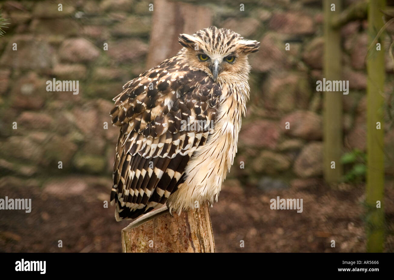 Malay Fish Owl Ketupa ketupa Stock Photo - Alamy