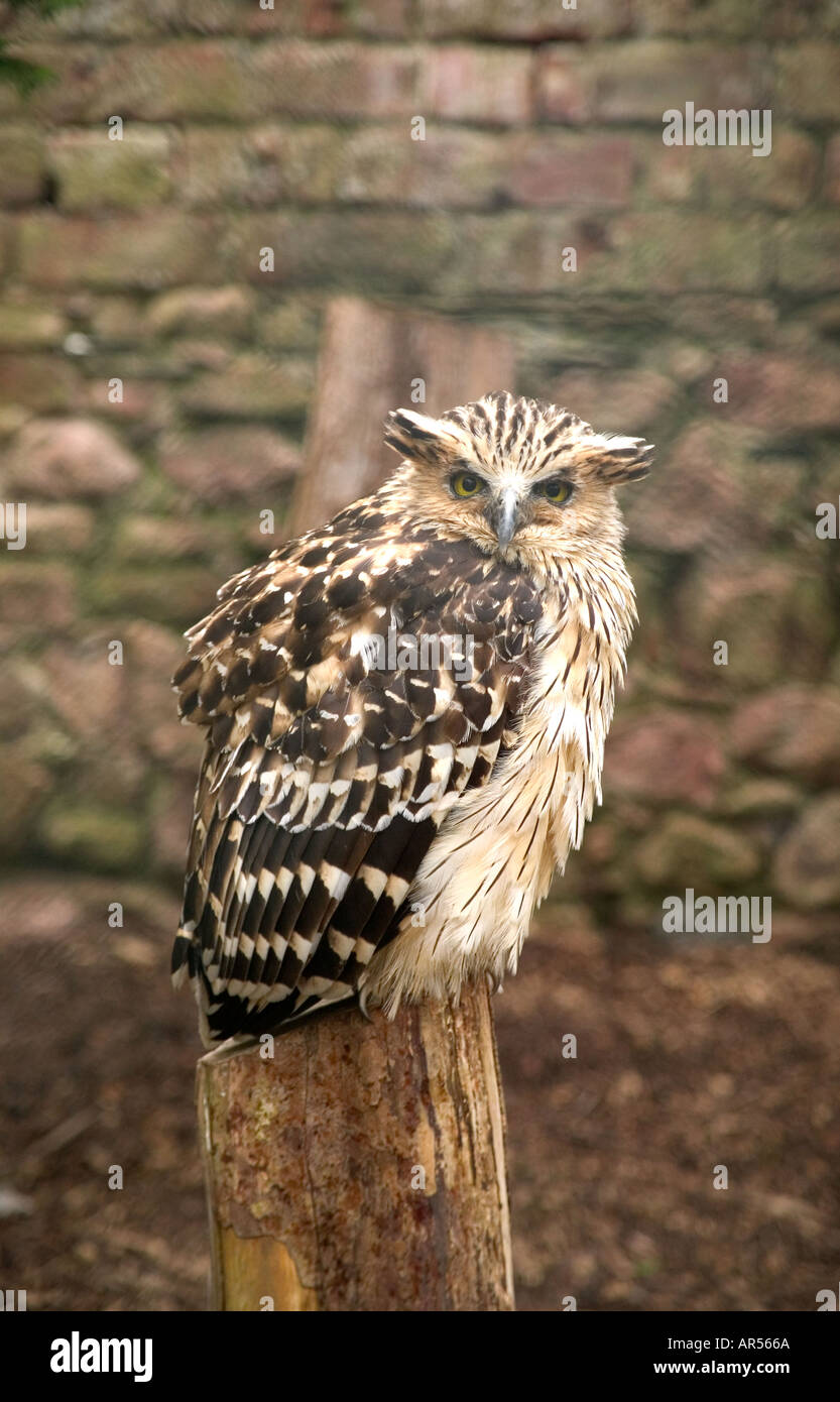 Malay Fish Owl Ketupa ketupa Stock Photo - Alamy