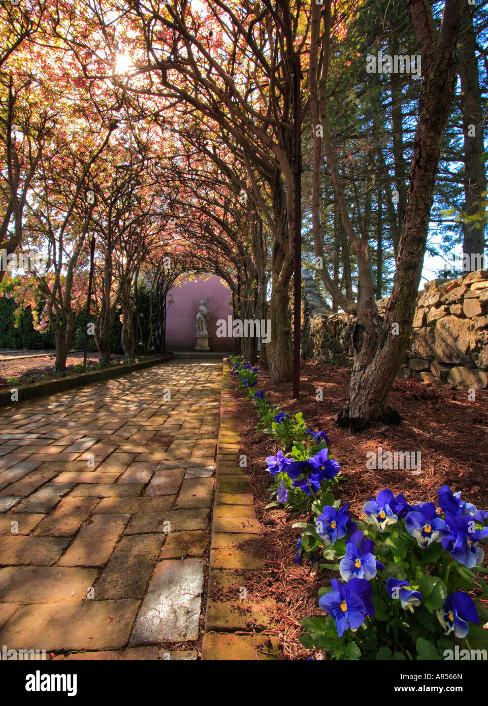 Pleached hi-res stock photography and images - Alamy