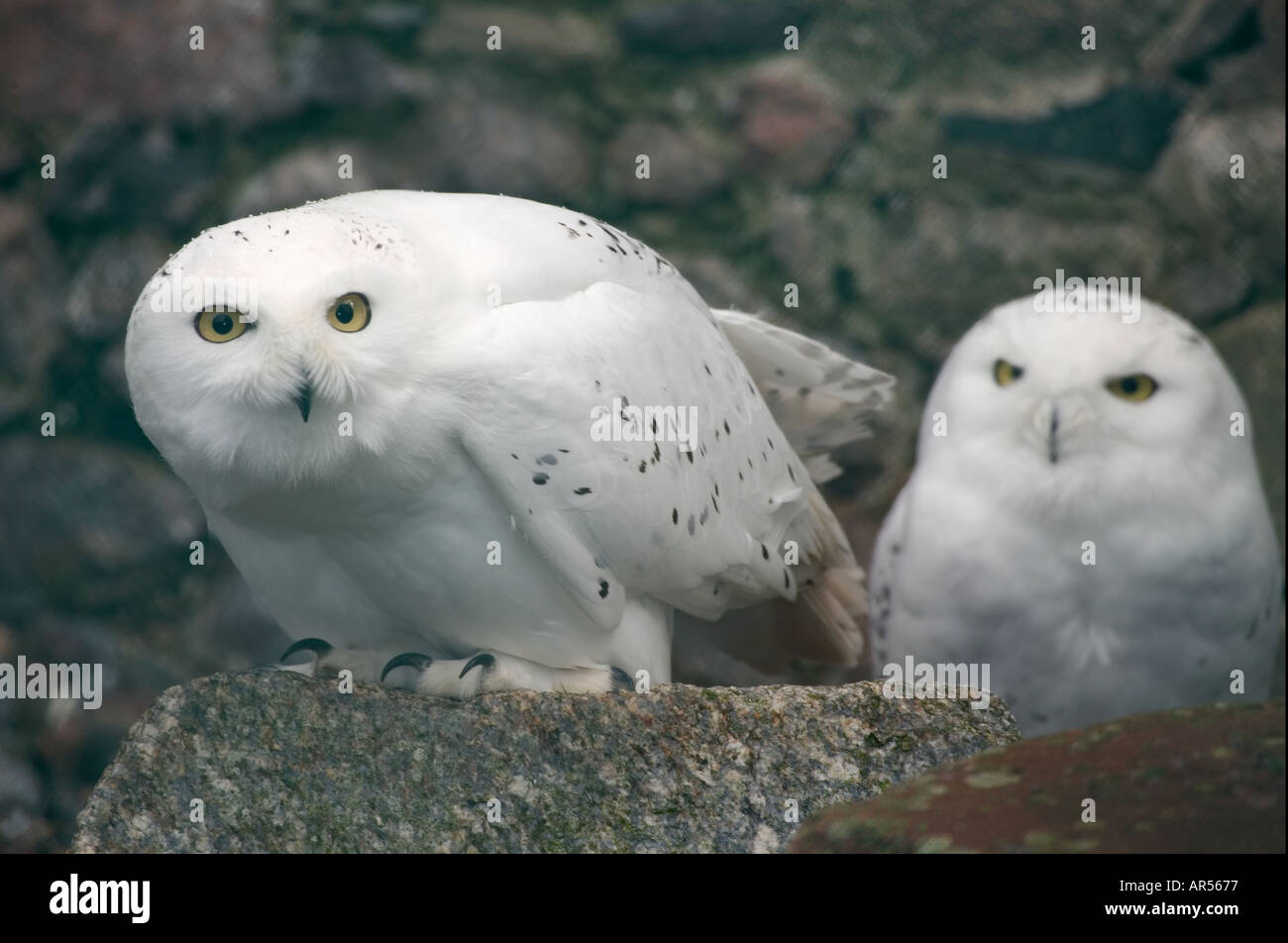 Cute arctic bird hi-res stock photography and images - Alamy