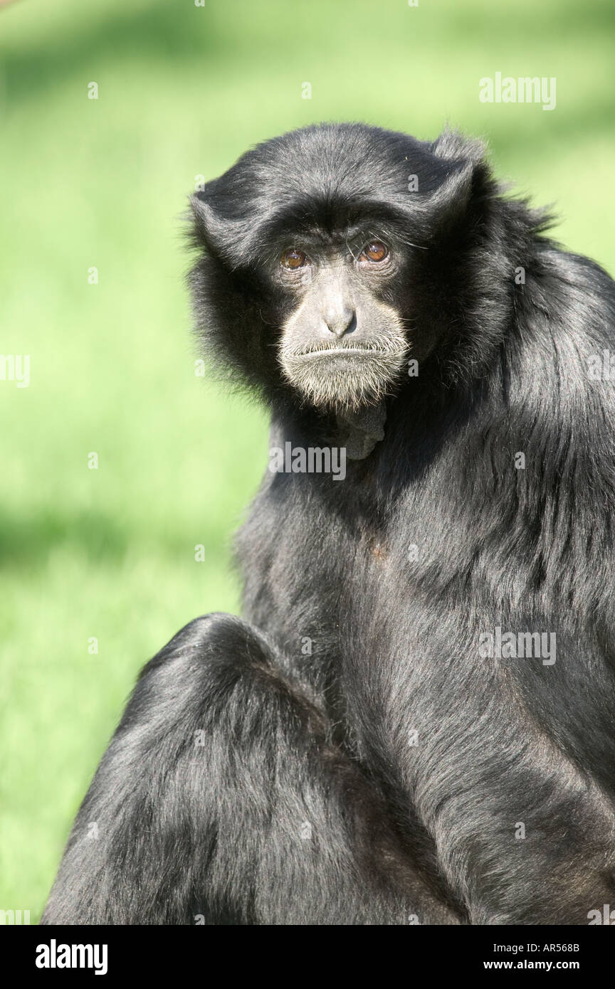 Symphalangus syndactylus hylobates siamang hi-res stock photography and ...