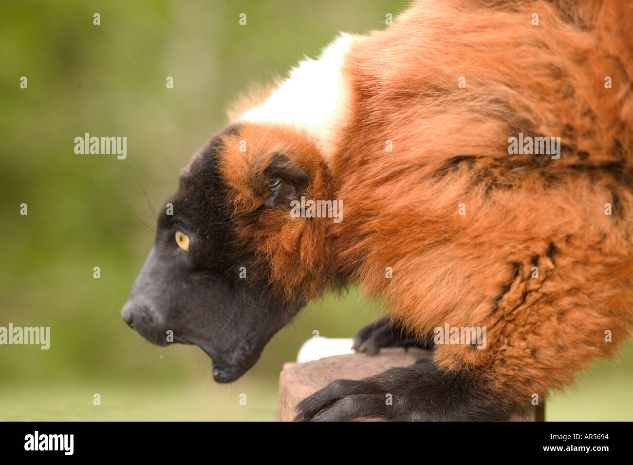 Varecia rubra hi-res stock photography and images - Alamy