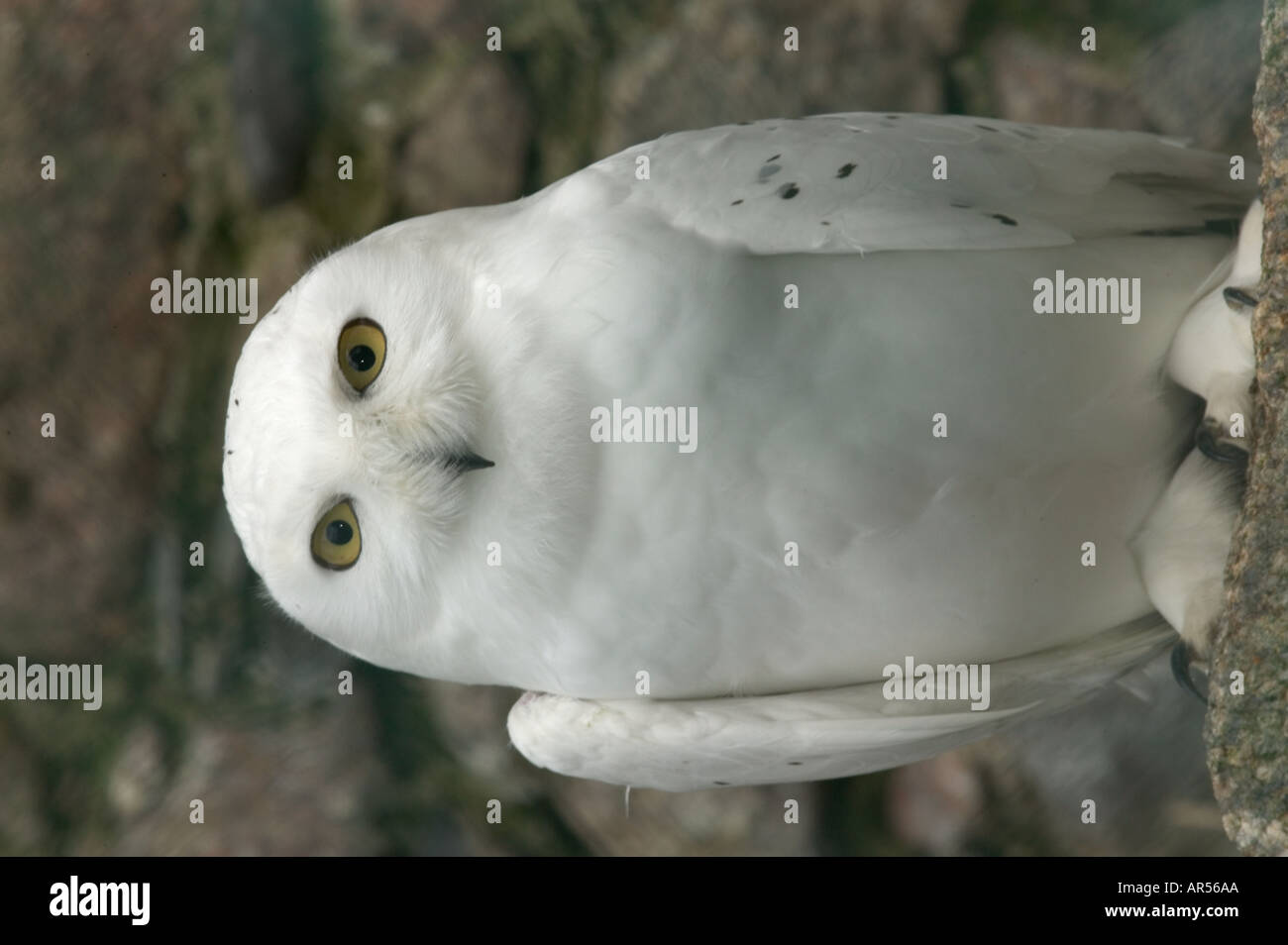Cute arctic bird hi-res stock photography and images - Alamy