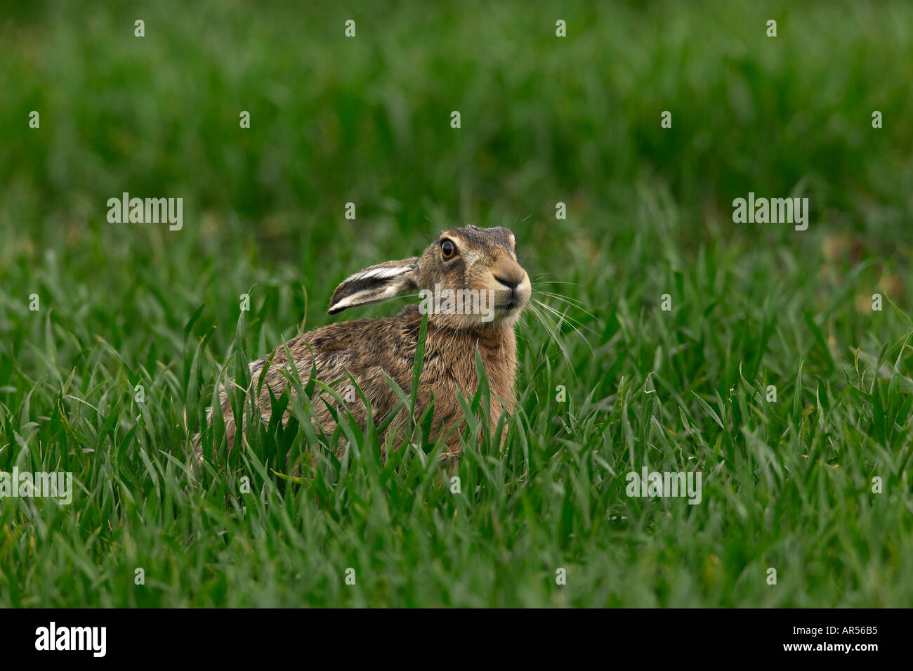 Brown Hare Lepus Capensis sitting in corn field looking alert withears ...