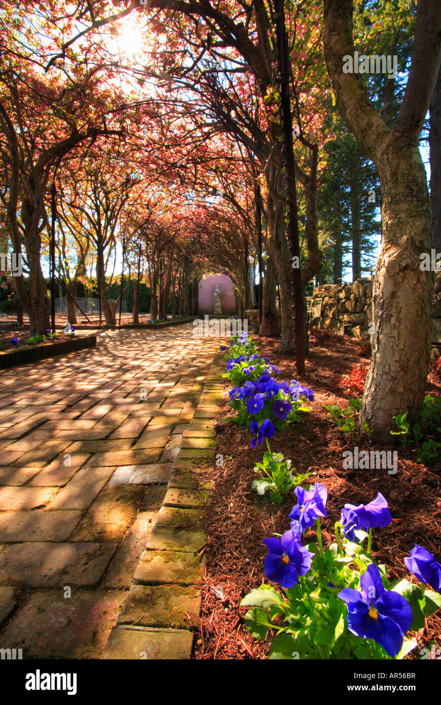 Pleached hi-res stock photography and images - Alamy