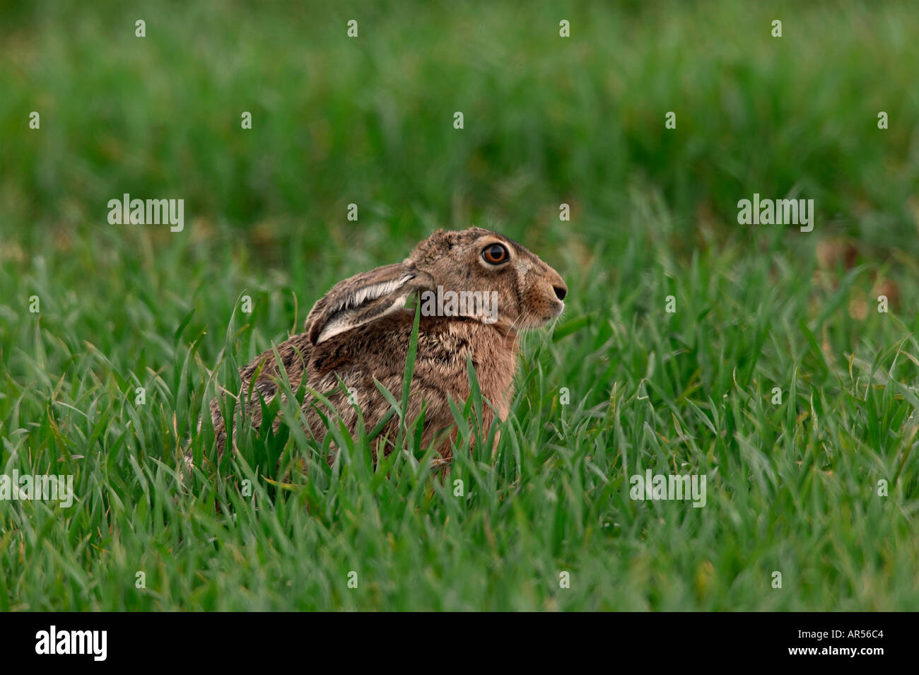 Brown Hare Lepus Capensis sitting in corn field looking alert withears ...