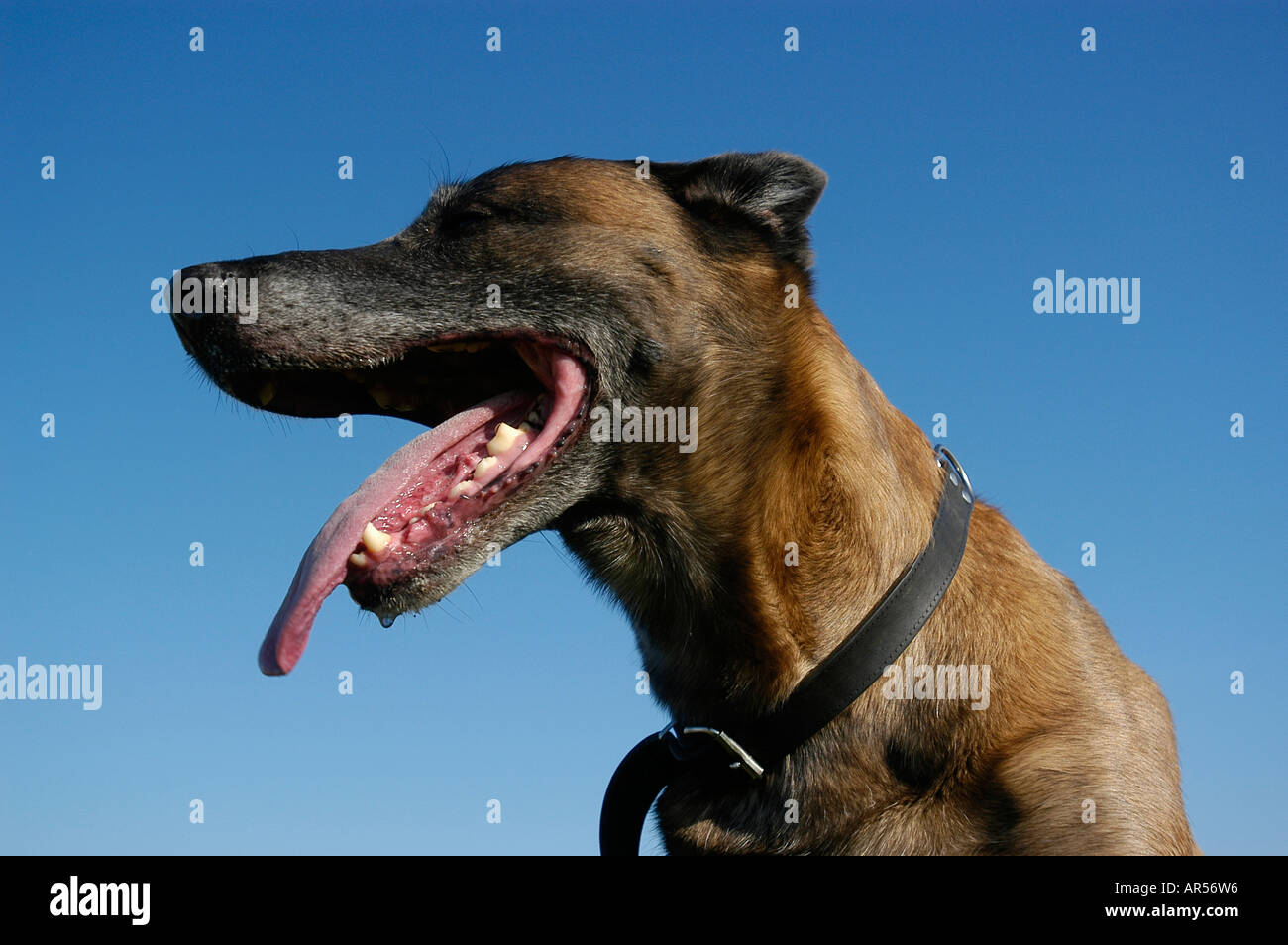 The head of a dog close up Stock Photo - Alamy