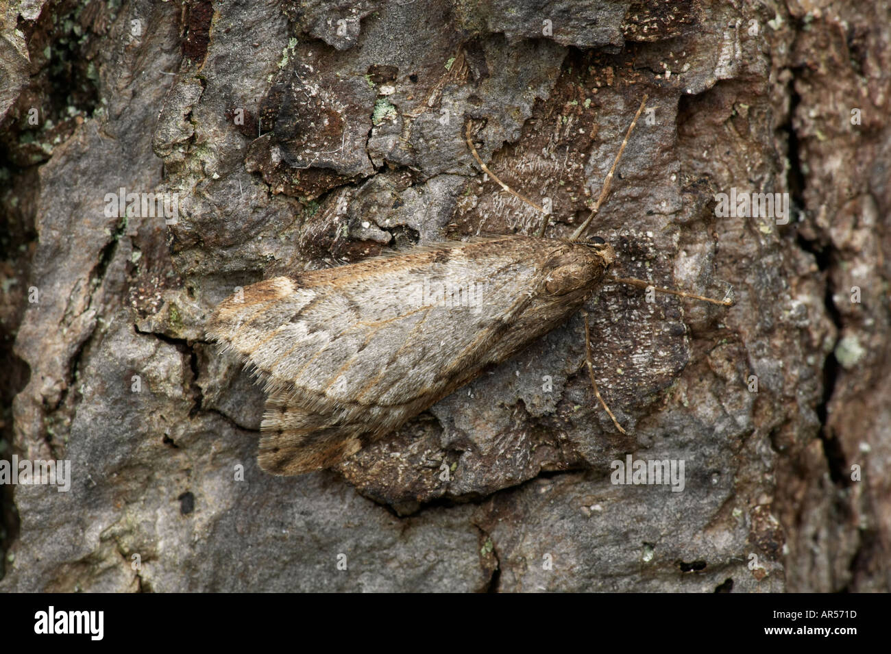 March Moth Alsophila aescularia at rest on bark potton bedfordshire ...
