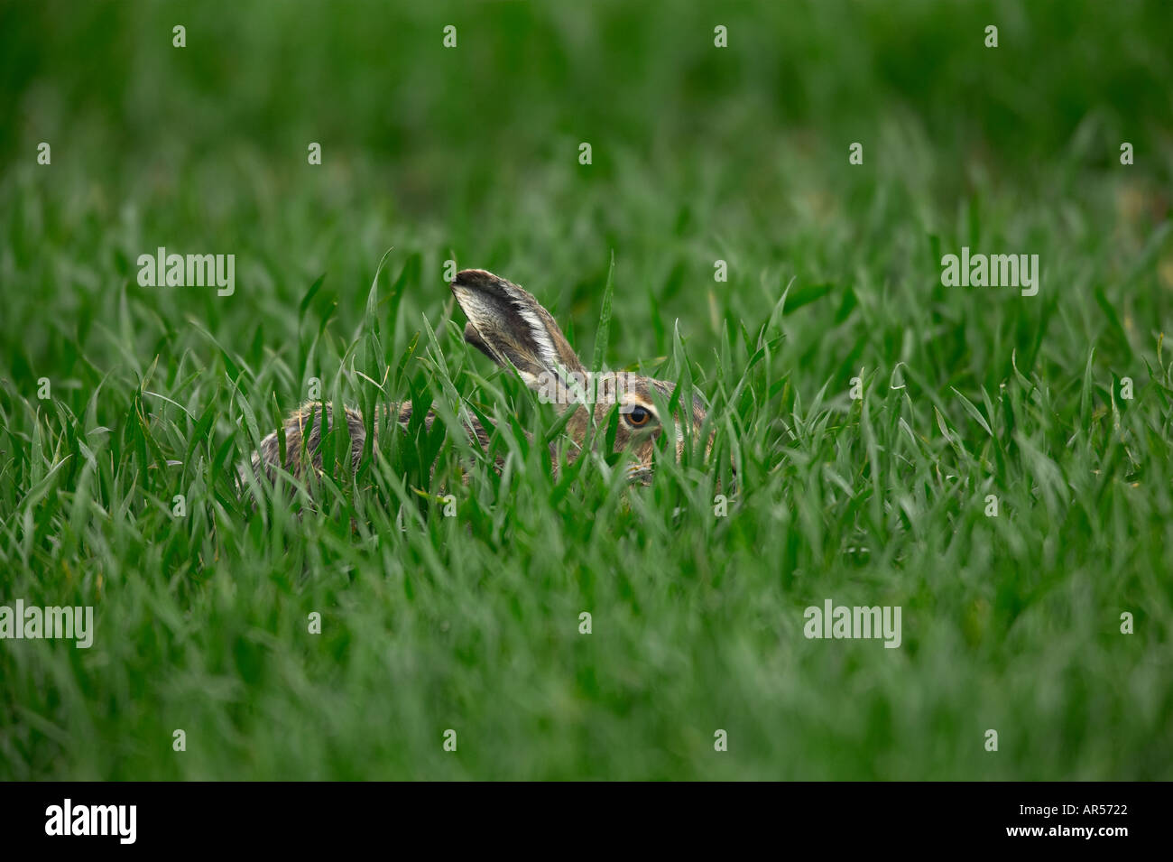 Hares form hi-res stock photography and images - Alamy