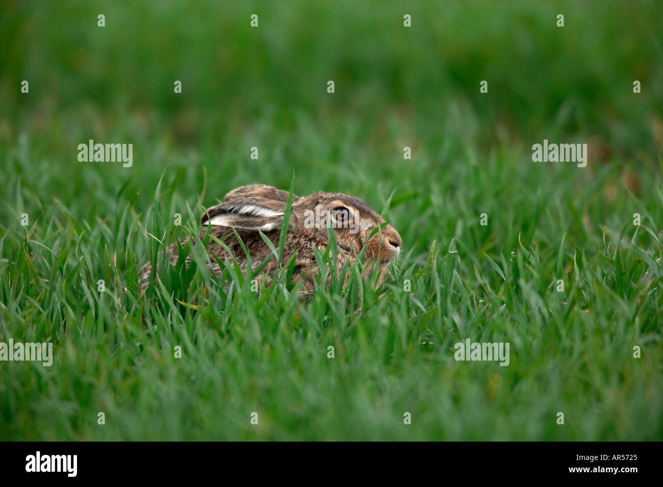 Hares form hi-res stock photography and images - Alamy