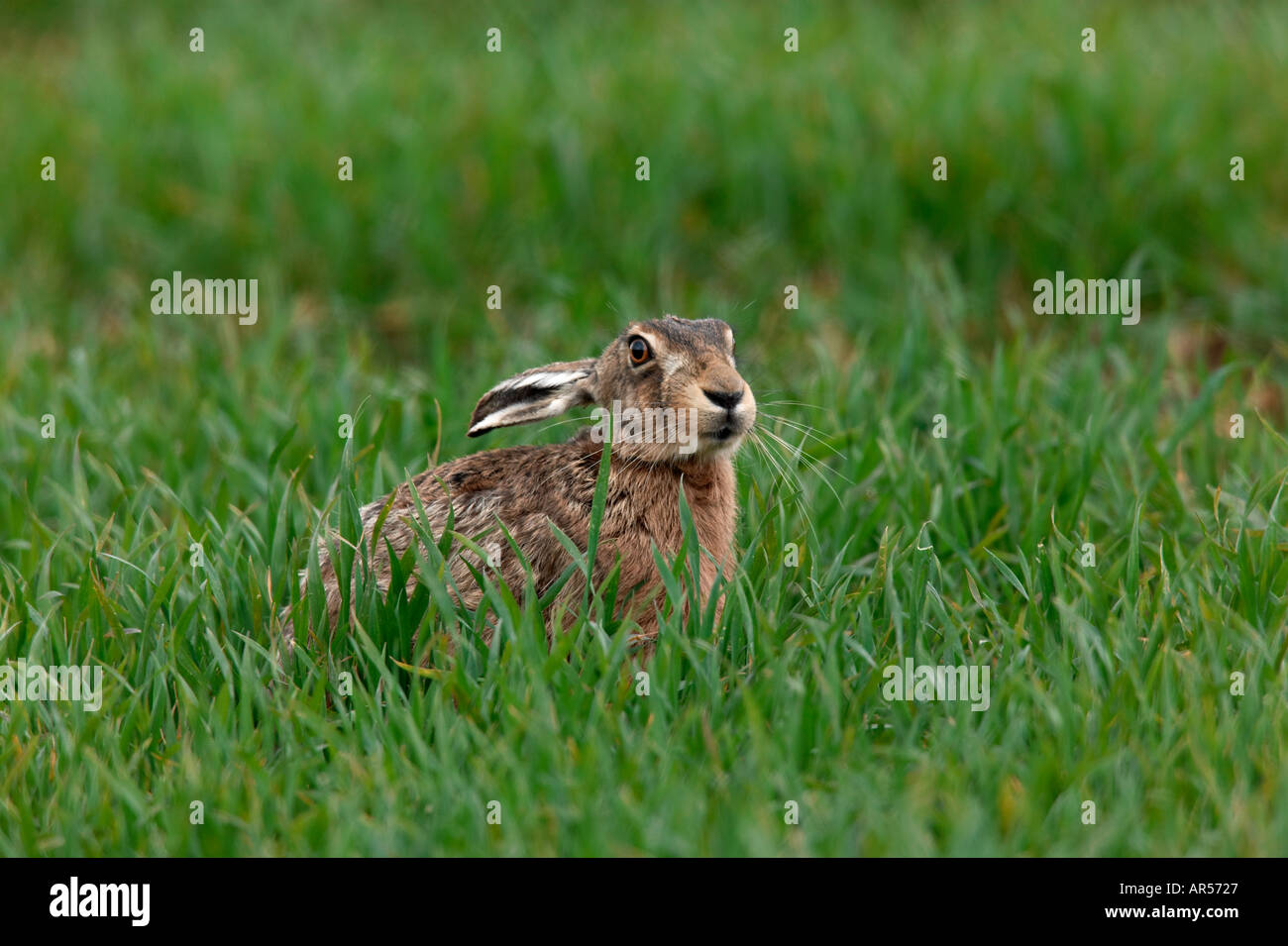 Hares form hi-res stock photography and images - Alamy
