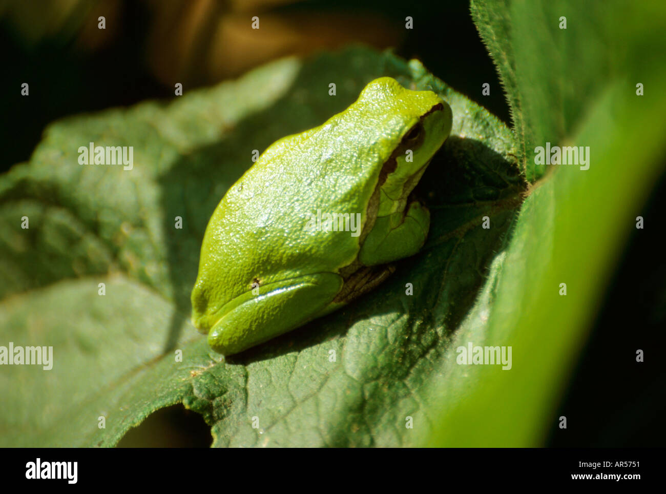 Common Tree Frog Hyla arborea Domes Lyon France Stock Photo - Alamy