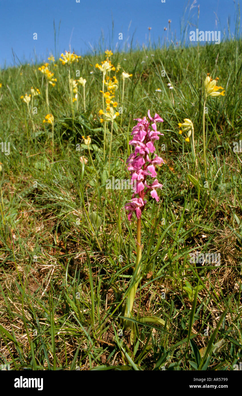 Grassland orchidaceae orchis mascula hi-res stock photography and ...