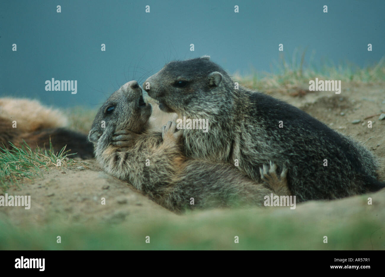 European alpine marmot (marmota marmota), Alpenmurmeltier Stock Photo ...