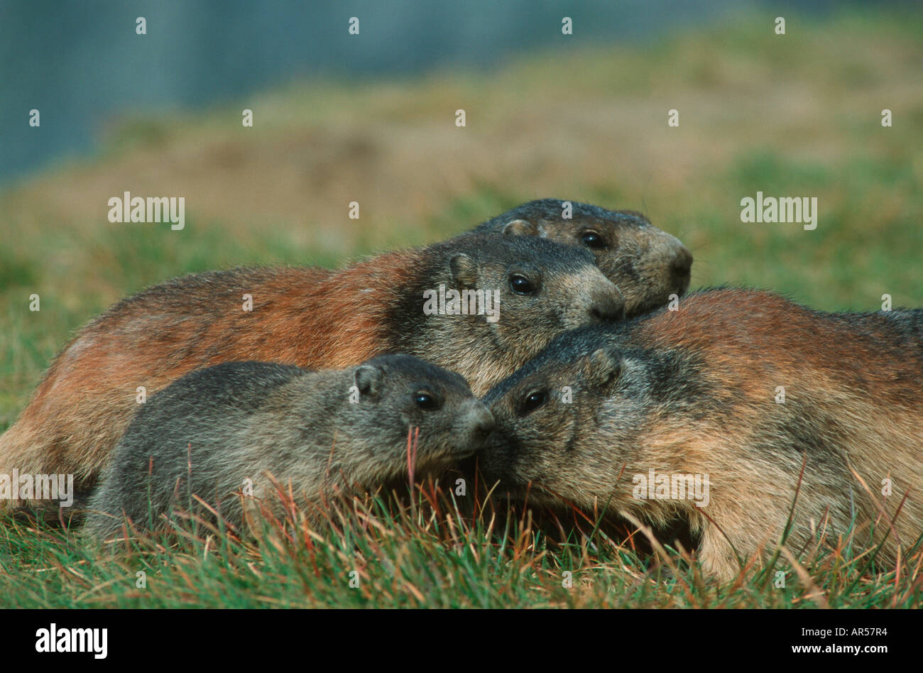 European alpine marmot (marmota marmota), Alpenmurmeltier Stock Photo ...