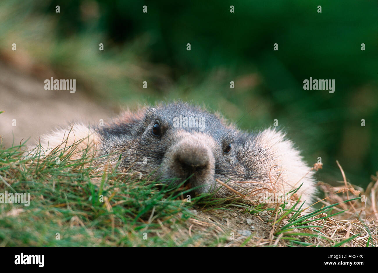 European alpine marmot (marmota marmota), Alpenmurmeltier Stock Photo ...