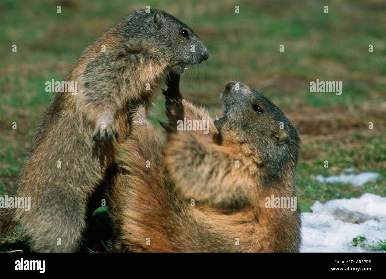 European alpine marmot (marmota marmota), Alpenmurmeltier Stock Photo - Alamy