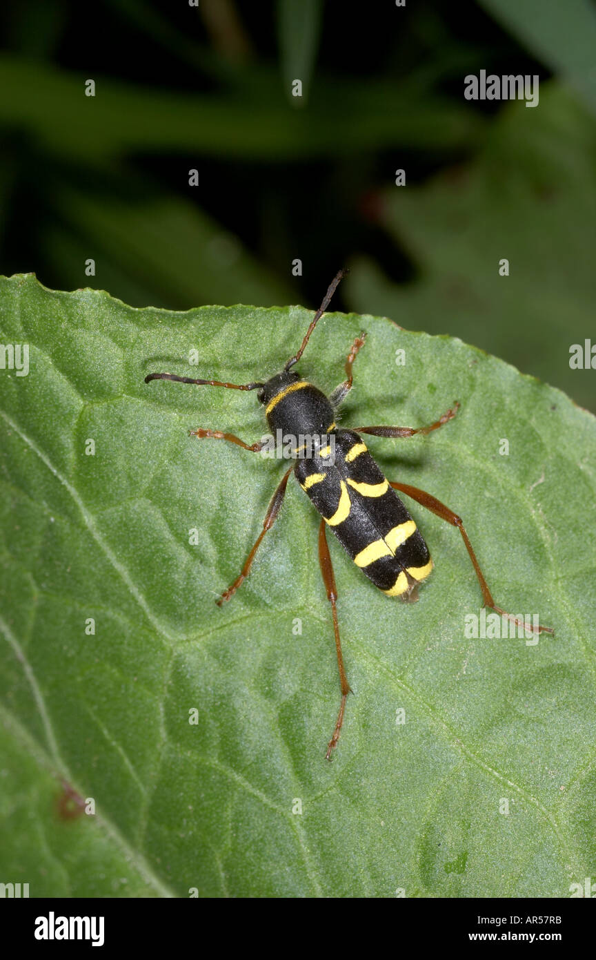Wasp Beetle - Clytus arietis Stock Photo - Alamy
