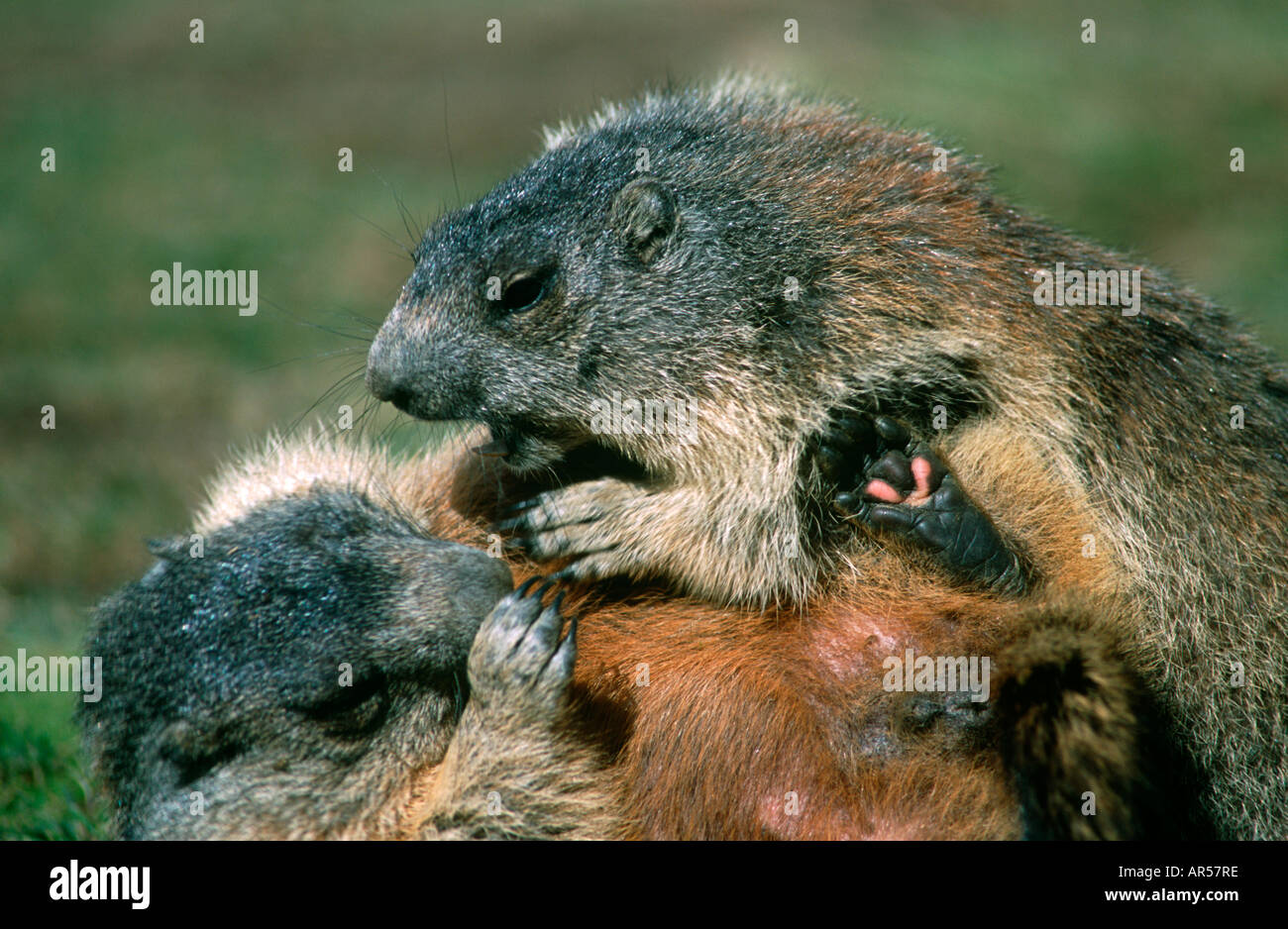 European alpine marmot (marmota marmota), Alpenmurmeltier Stock Photo ...