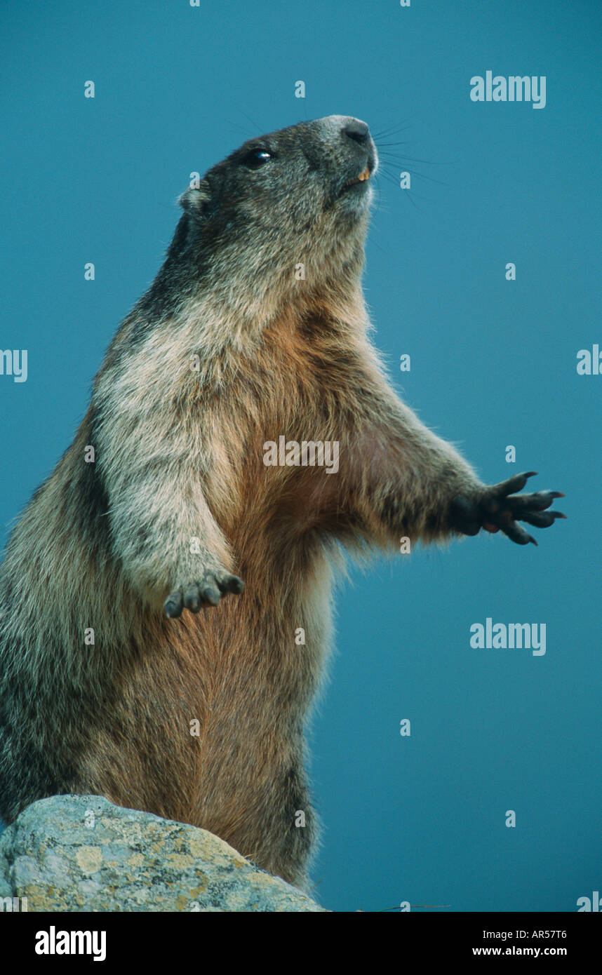 European alpine marmot (marmota marmota), Alpenmurmeltier Stock Photo ...