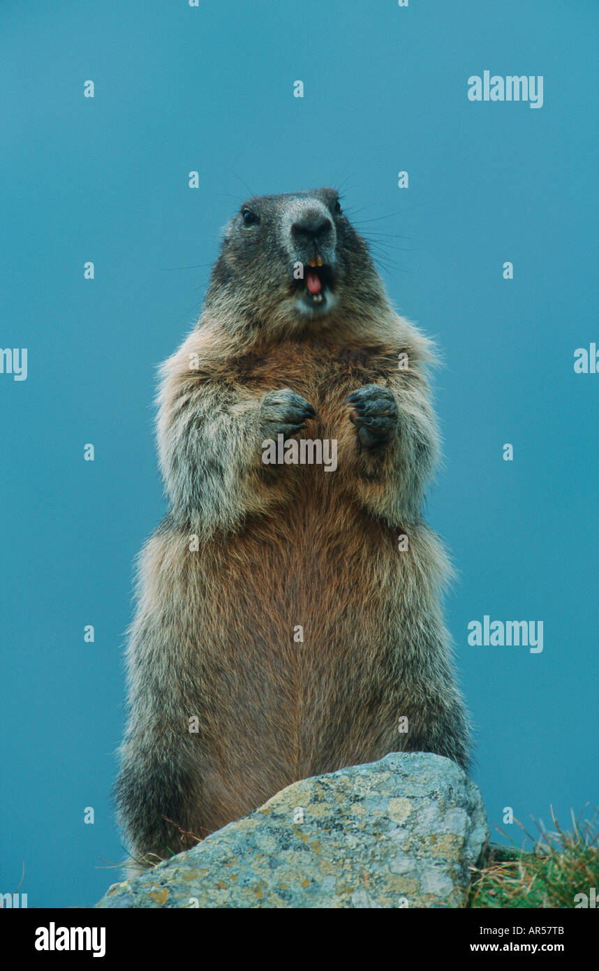 European alpine marmot (marmota marmota), Alpenmurmeltier Stock Photo ...