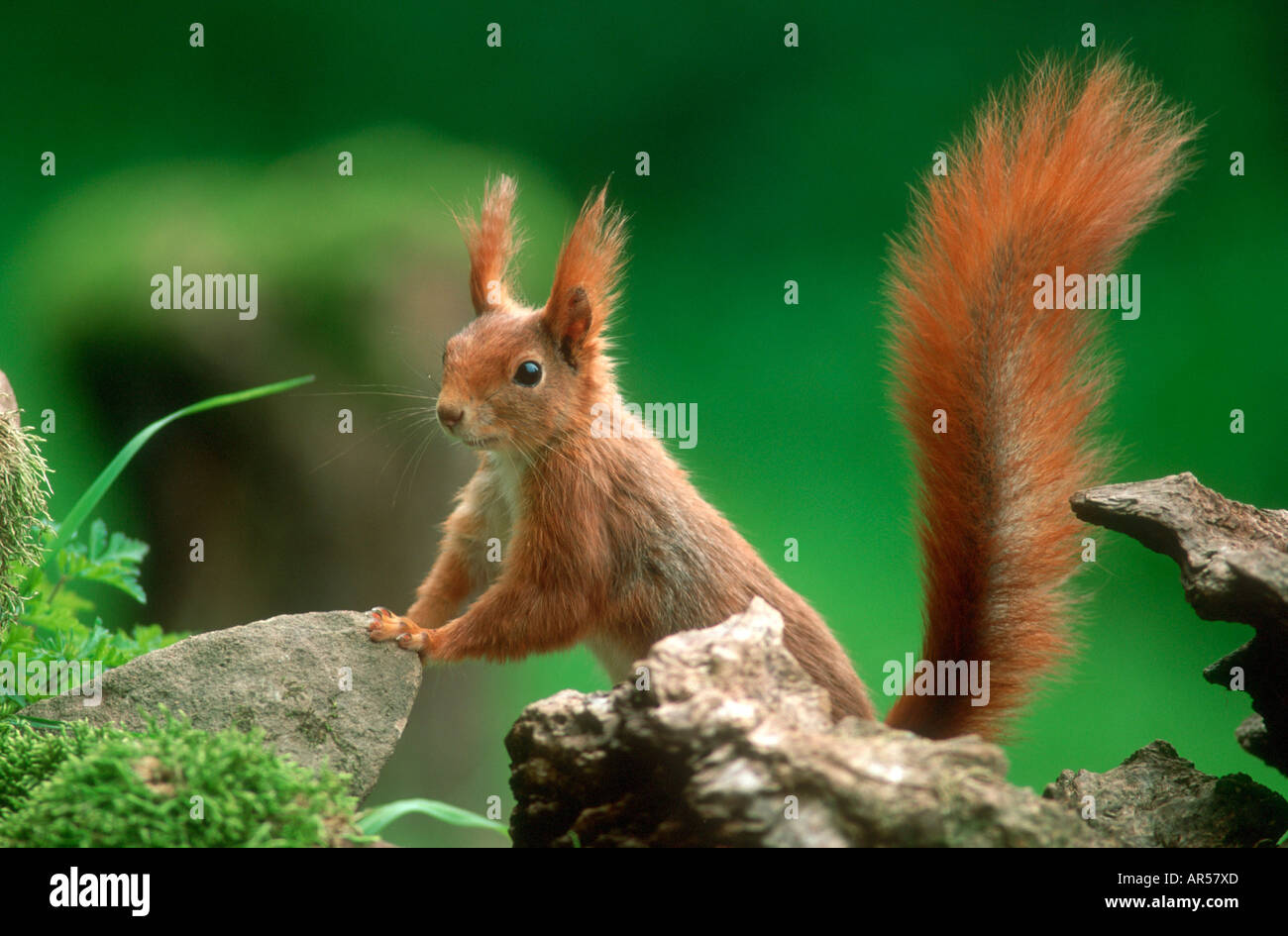 European red squirrel, Eichhoernchen, Sciurus vulgaris Stock Photo - Alamy