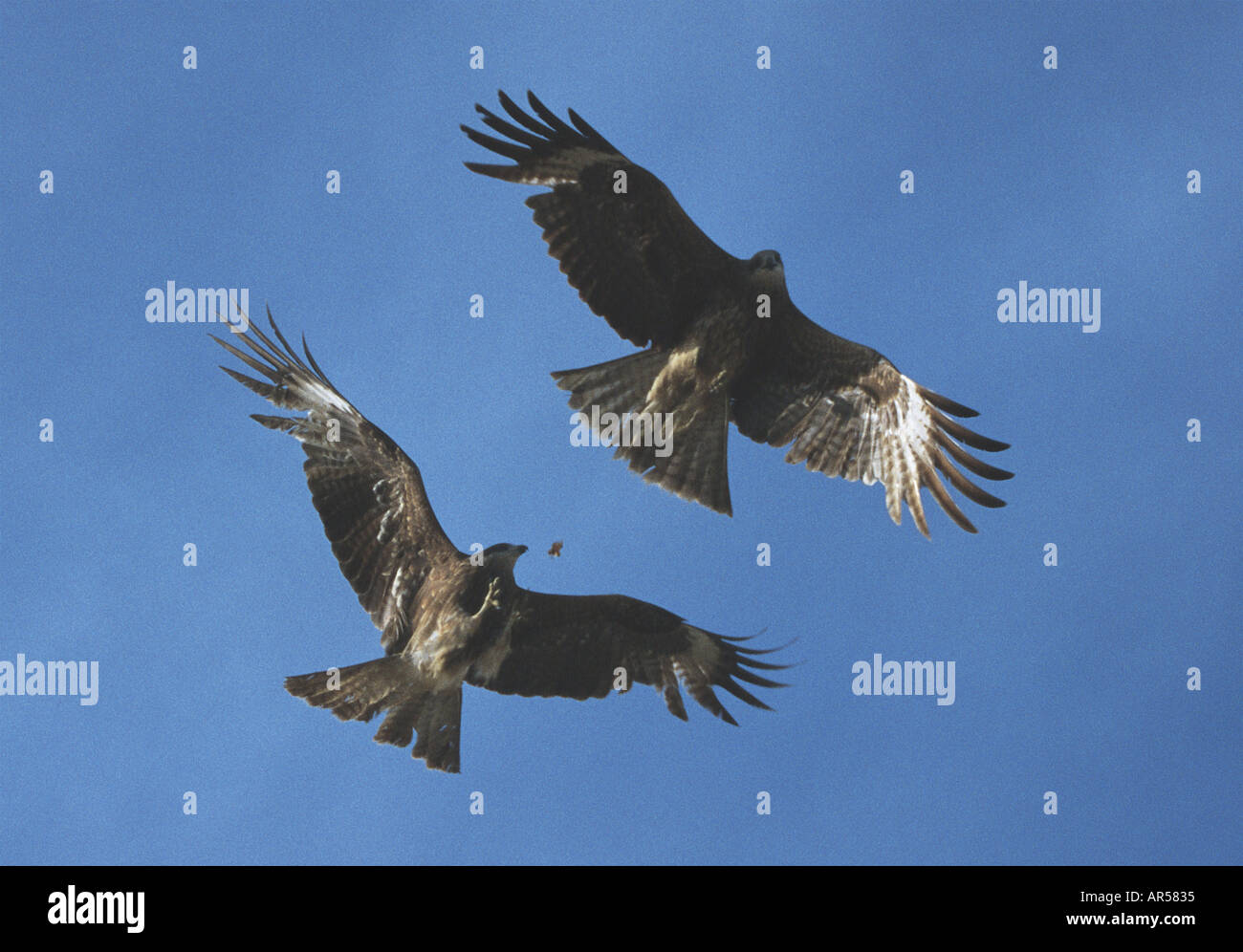 Upland buzzards hi-res stock photography and images - Alamy