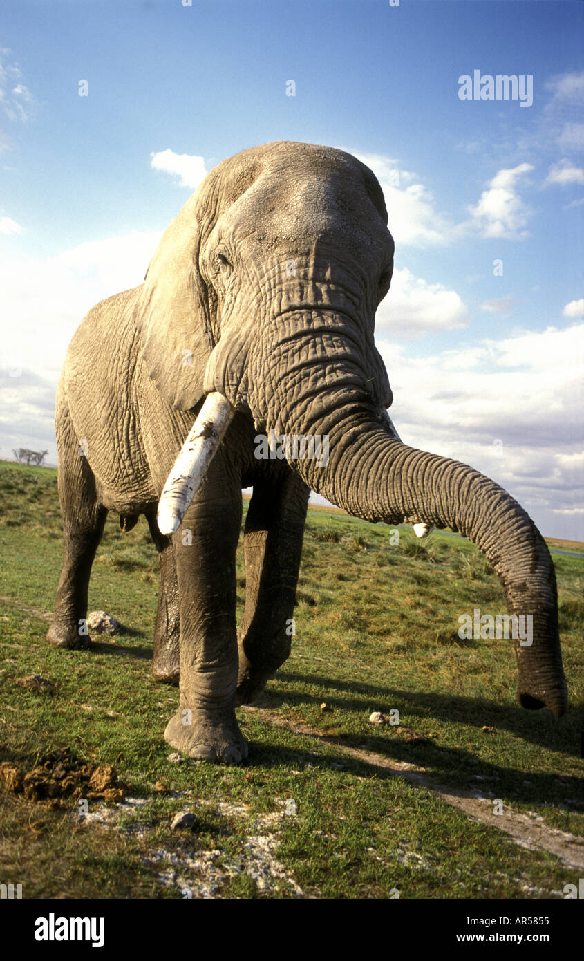 Close up of mature male elephant with trunk extended towards camera ...