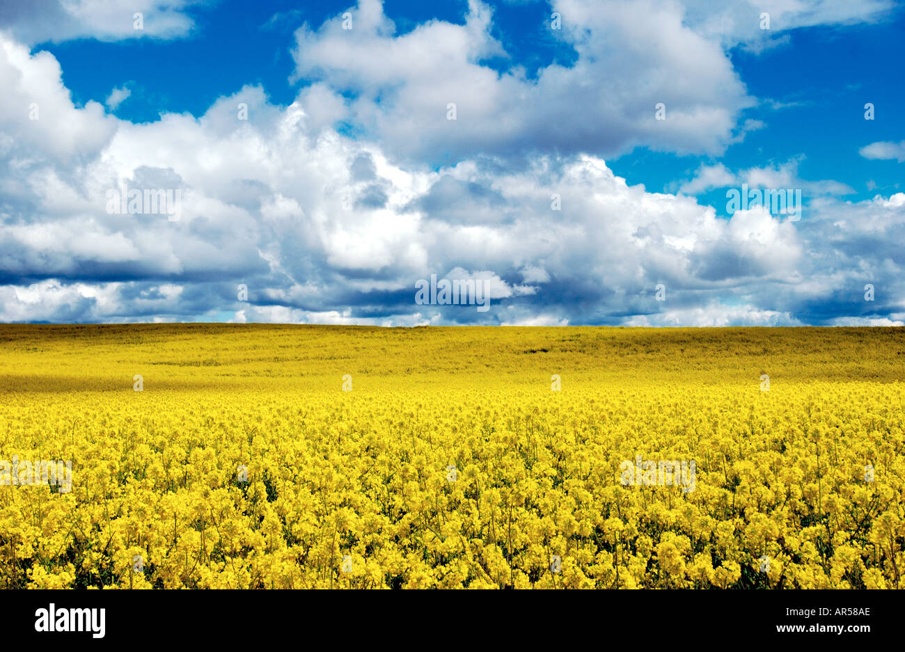 Bright yellow mustard field with blues sky and puffy white clouds Rural ...
