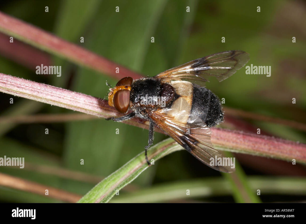 Hoverfly - Volucella pellucens Stock Photo - Alamy