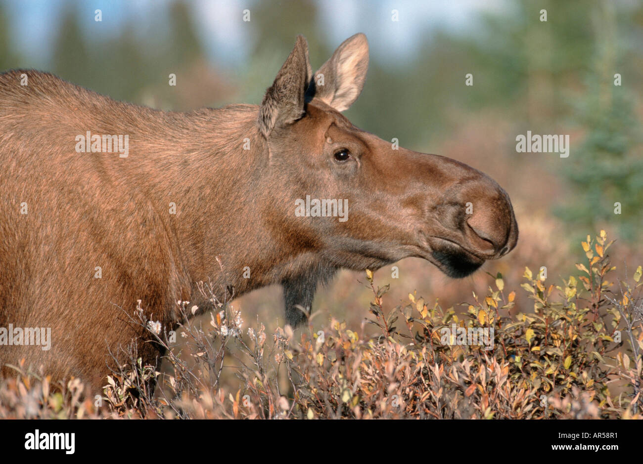 Moose, Alces alces, Elch, North Scandinavia, Europe Stock Photo - Alamy