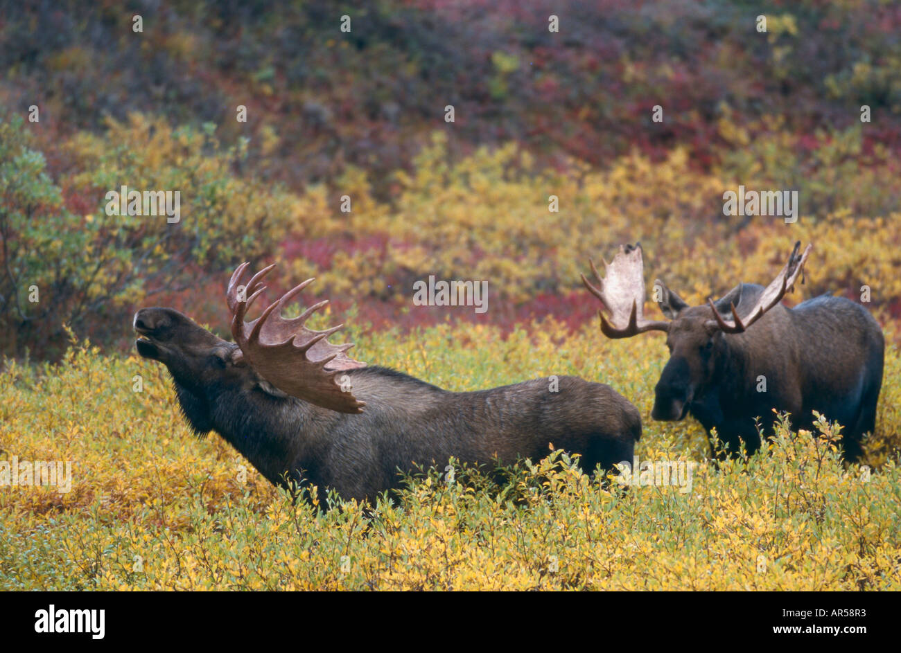 Moose fight hi-res stock photography and images - Alamy