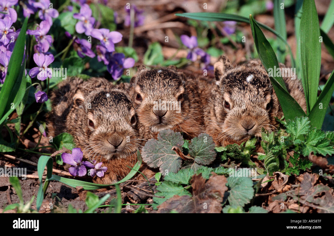 European Brown Hare, Lepus europaeus, Feldhase, Germany, three newborn ...